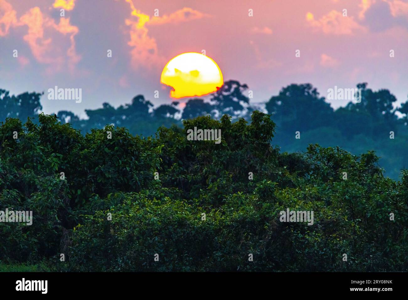 Scenic colorful sunset at tropical river rainforest in the jungle Stock ...
