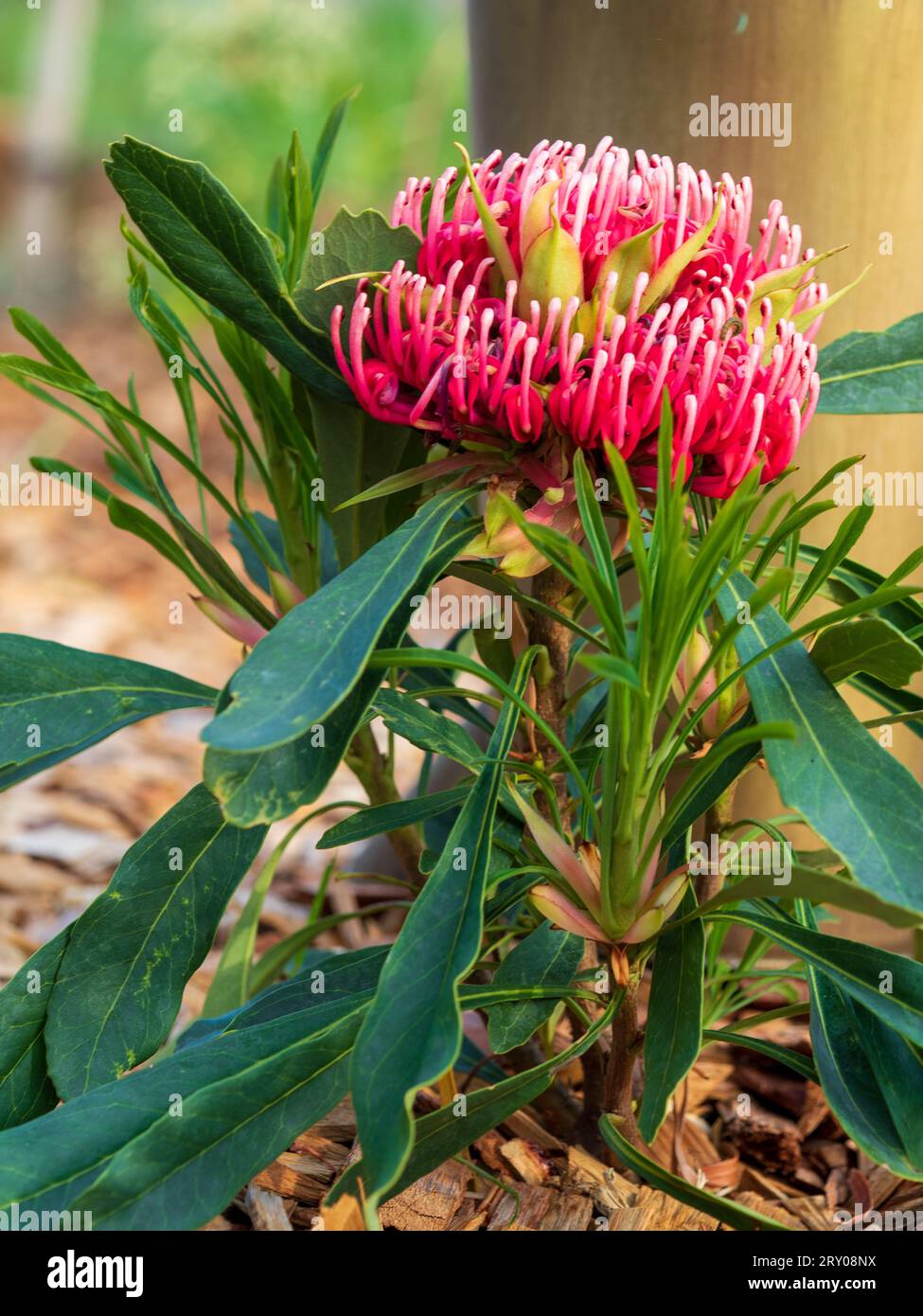 Pink Waratah flower in colourful bloom, Australia Stock Photo - Alamy