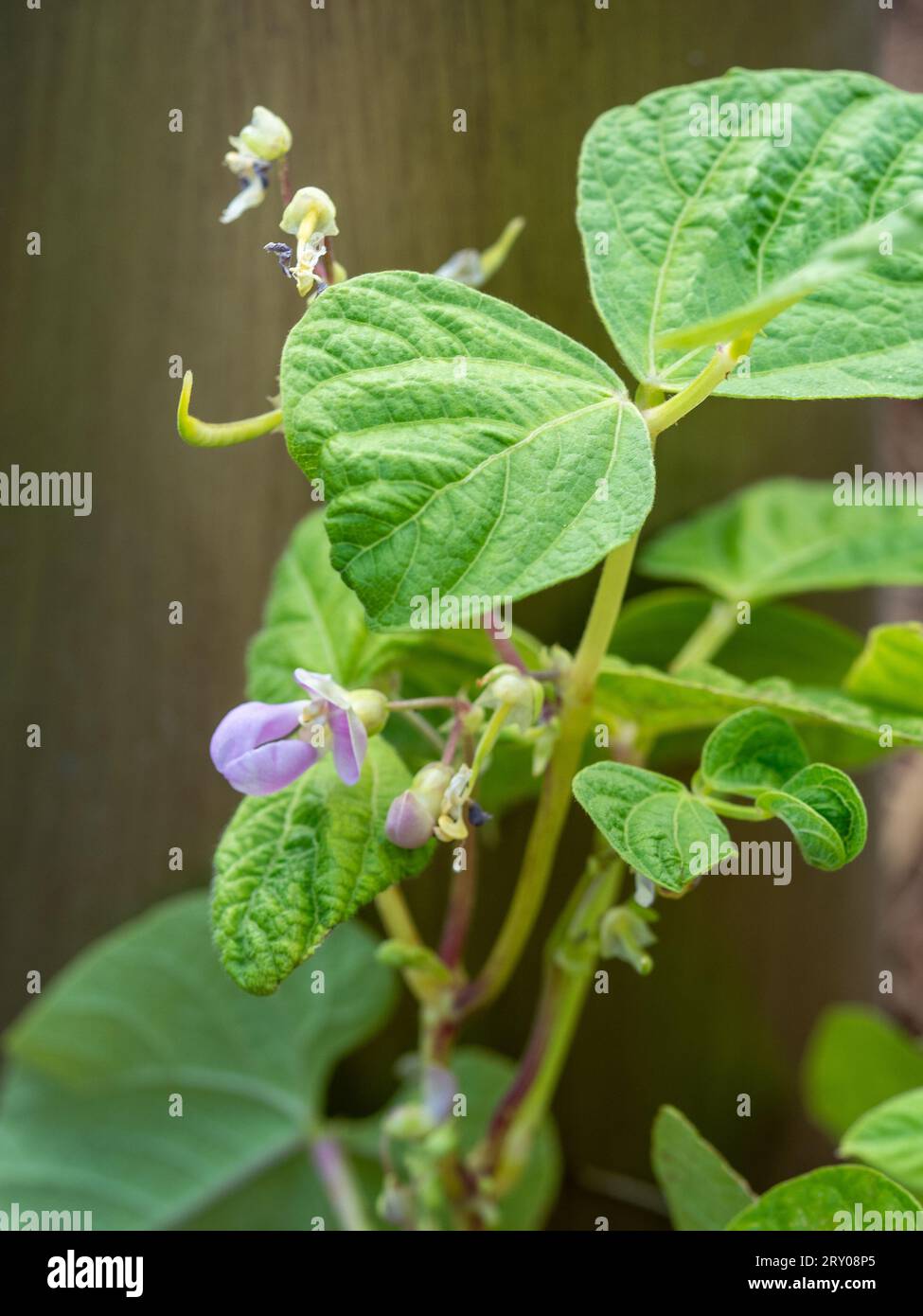 A single butter bean forming on a seedling plant, purple flowers ...