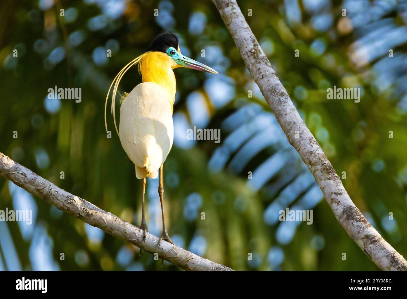 Beautiful close up capped heron portrait in natural habitat rainforest ...