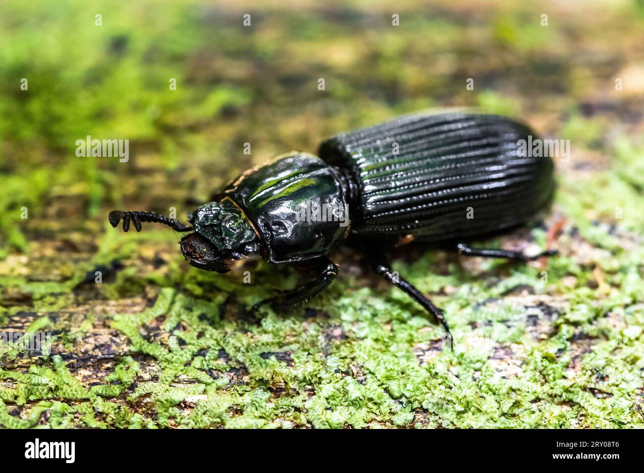 Black bess hi-res stock photography and images - Alamy