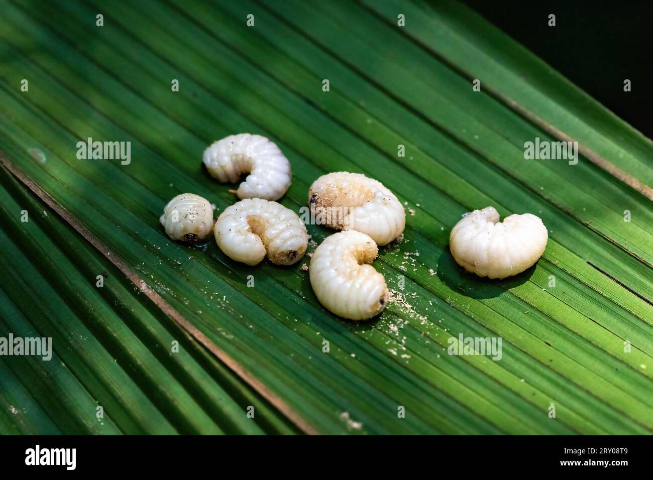 Harvesting protein larva food survival delicacy in the jungle close-up ...