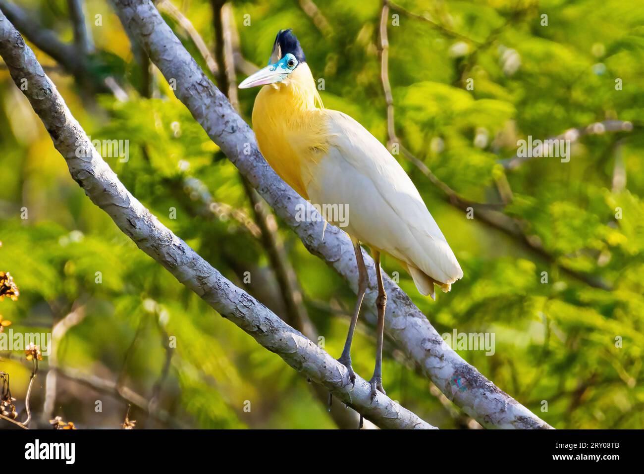 Beautiful close up capped heron portrait in natural habitat rainforest ...