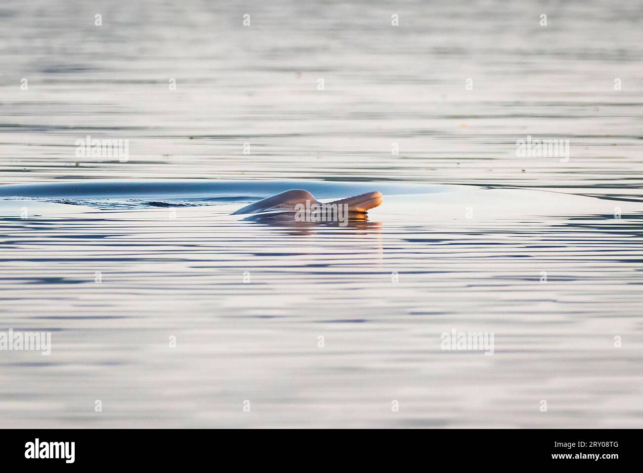 Freshwater river dolphin swimming in amazon rainforest jungle waters ...