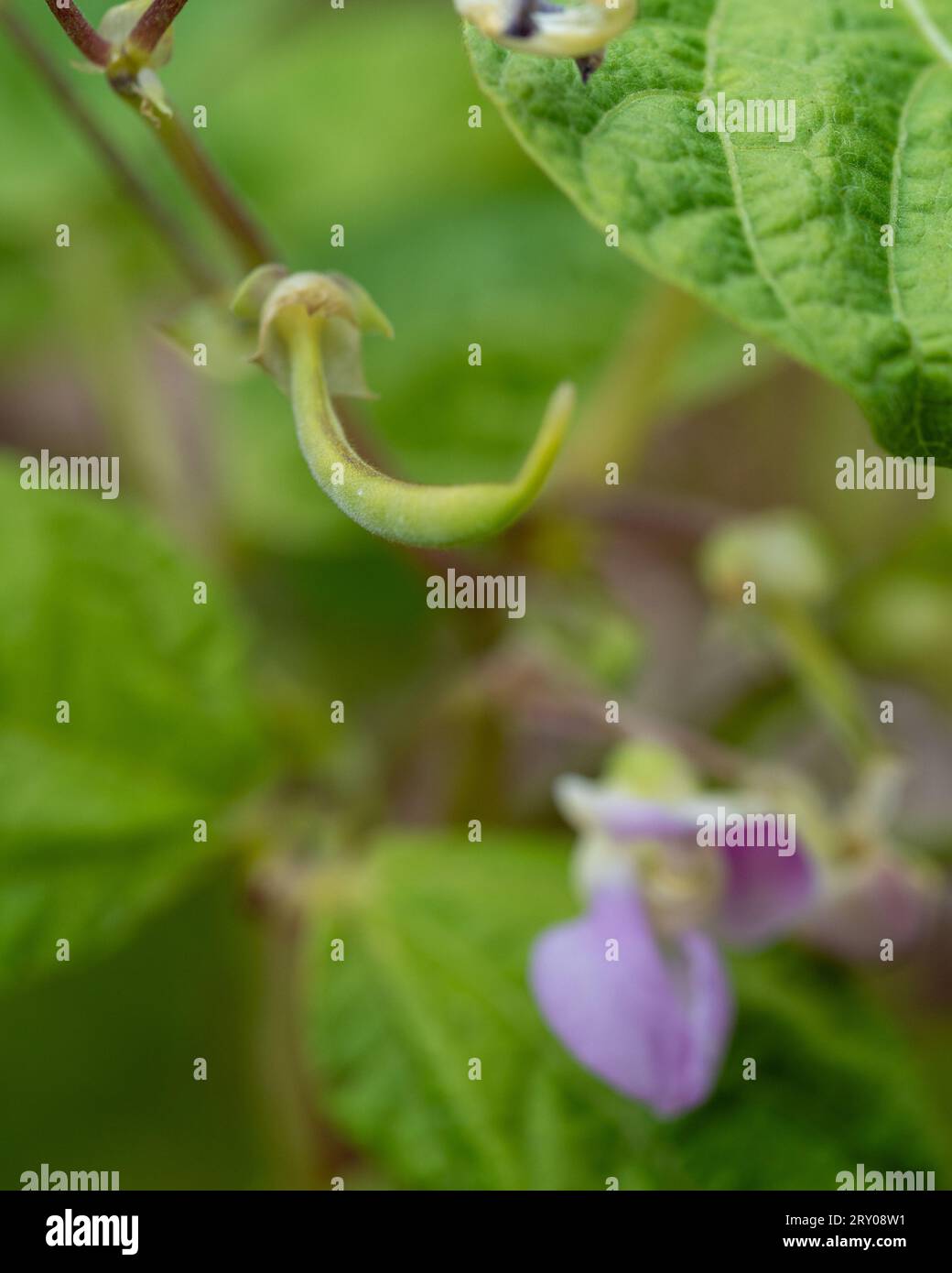 One single butter bean forming on a seedling plant, purple flowers ...