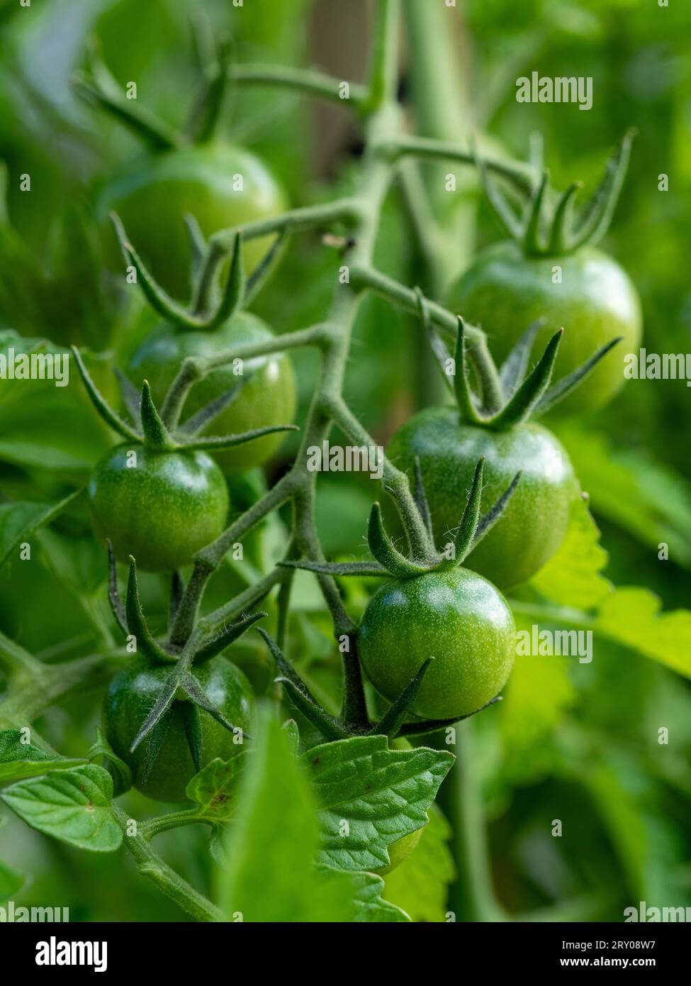 Tomato plant, a stem of unripe Green Cherry tomatoes On the vine ...