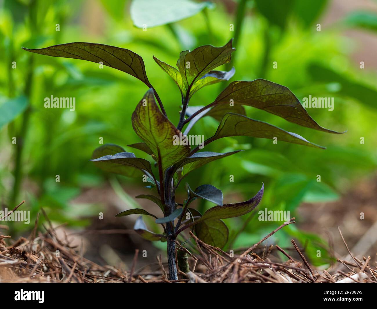 Black Chilli plant growing in an Australian vegetable garden, Australia ...