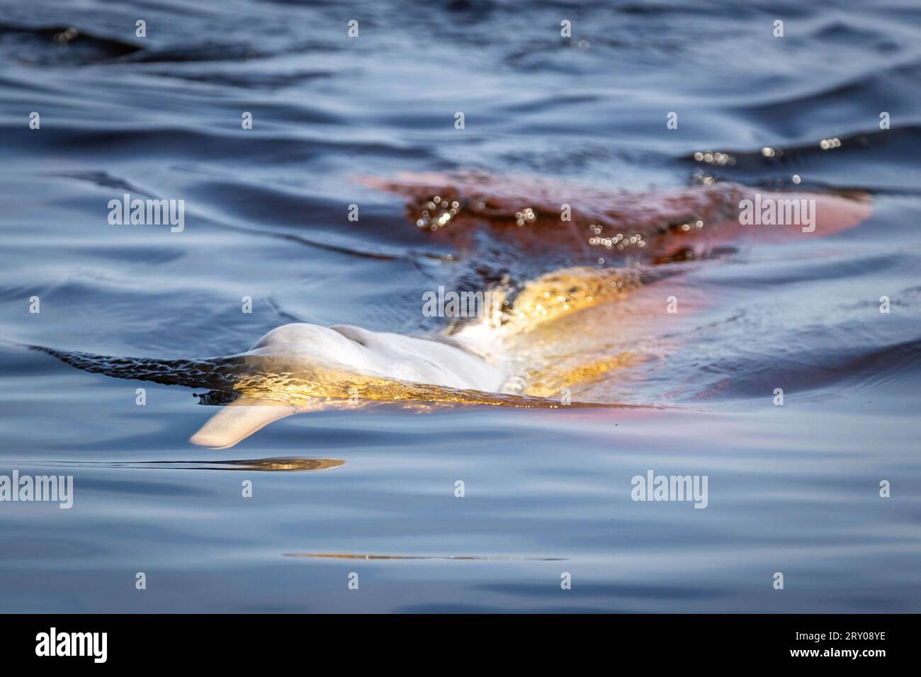 Freshwater river dolphin swimming in amazon rainforest jungle waters ...