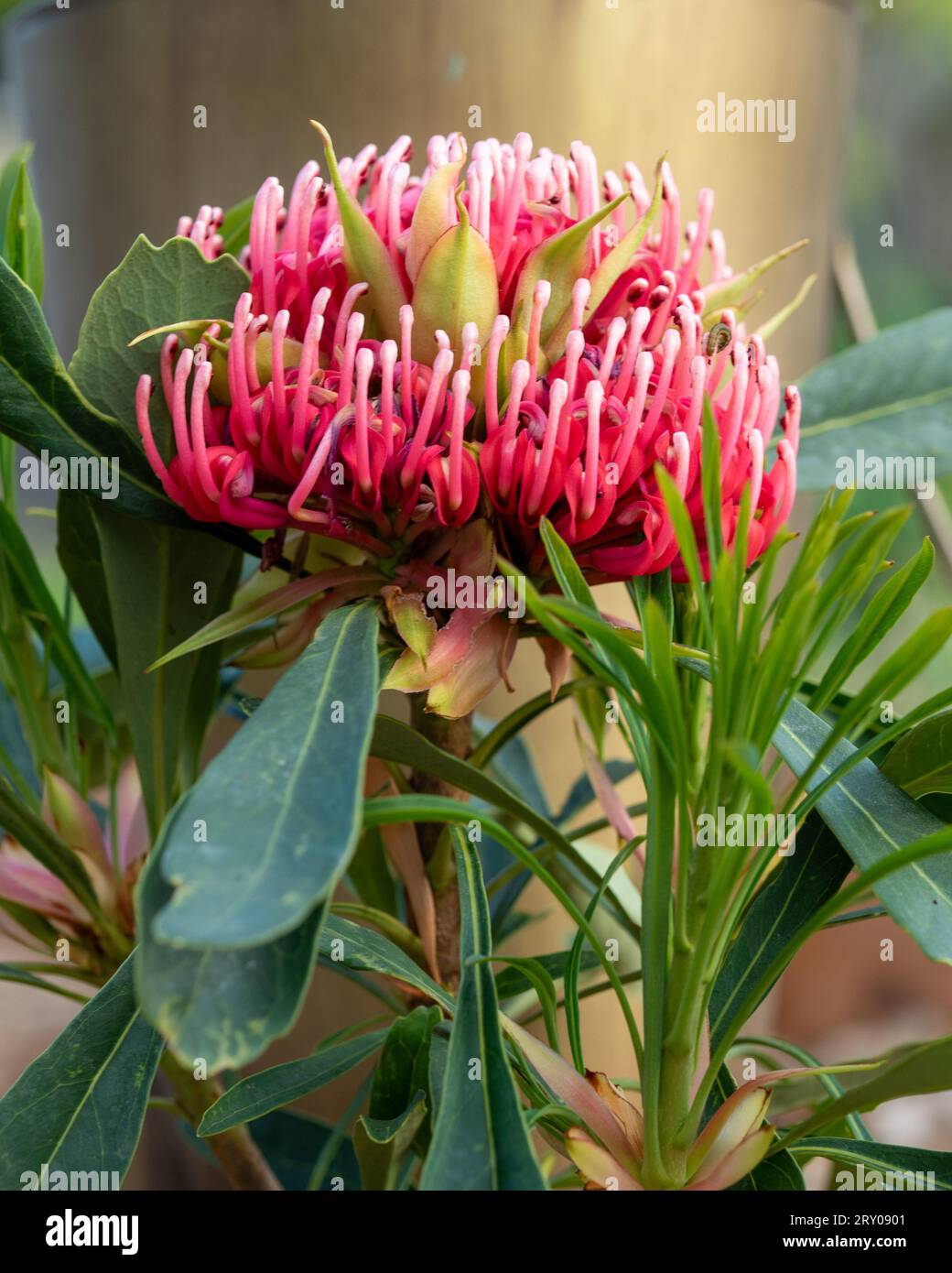 Native waratah telopea flowers australia hi-res stock photography and ...