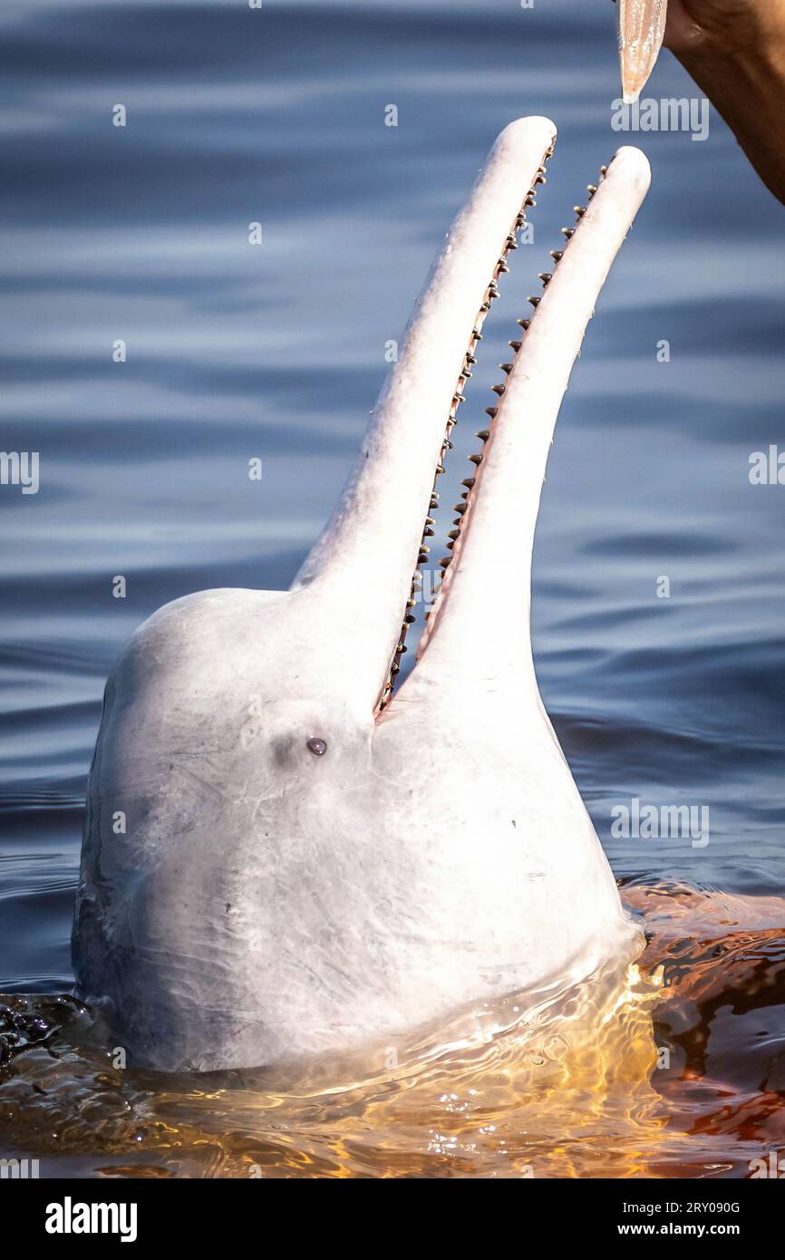 Feeding Amazon river dolphins close-up portrait in the wild Stock Photo ...