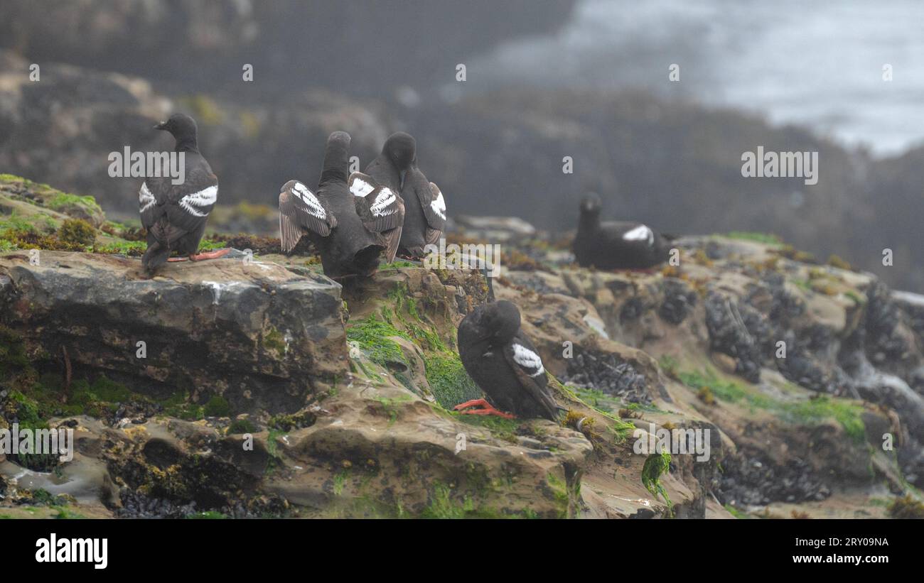 Pigeon Guillemot on the cliffs at Fern Grotto Beach in Wilder Ranch ...