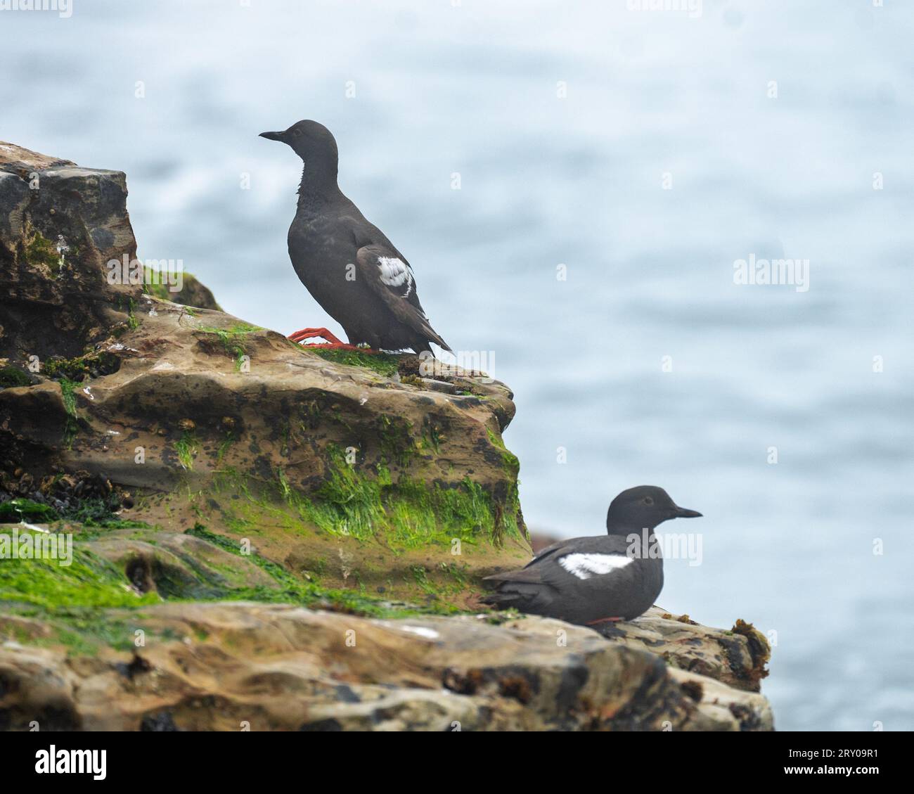 Pigeon Guillemot on the cliffs at Fern Grotto Beach in Wilder Ranch ...