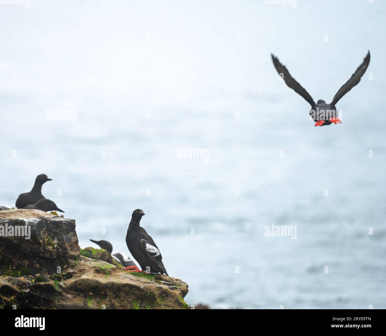 Pigeon Guillemot on the cliffs at Fern Grotto Beach in Wilder Ranch ...