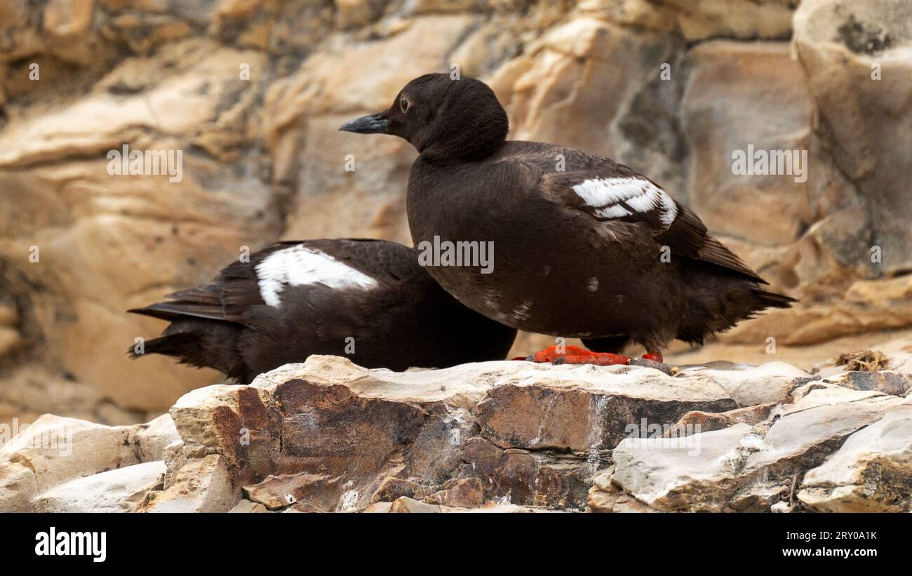 Pigeon Guillemot on the cliffs at Fern Grotto Beach in Wilder Ranch ...