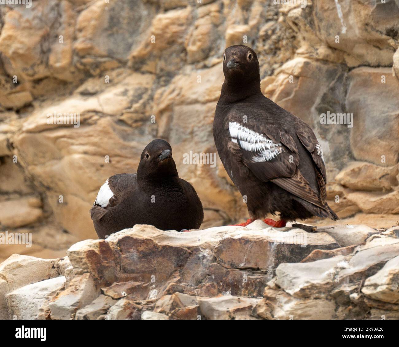 Pigeon Guillemot on the cliffs at Fern Grotto Beach in Wilder Ranch ...