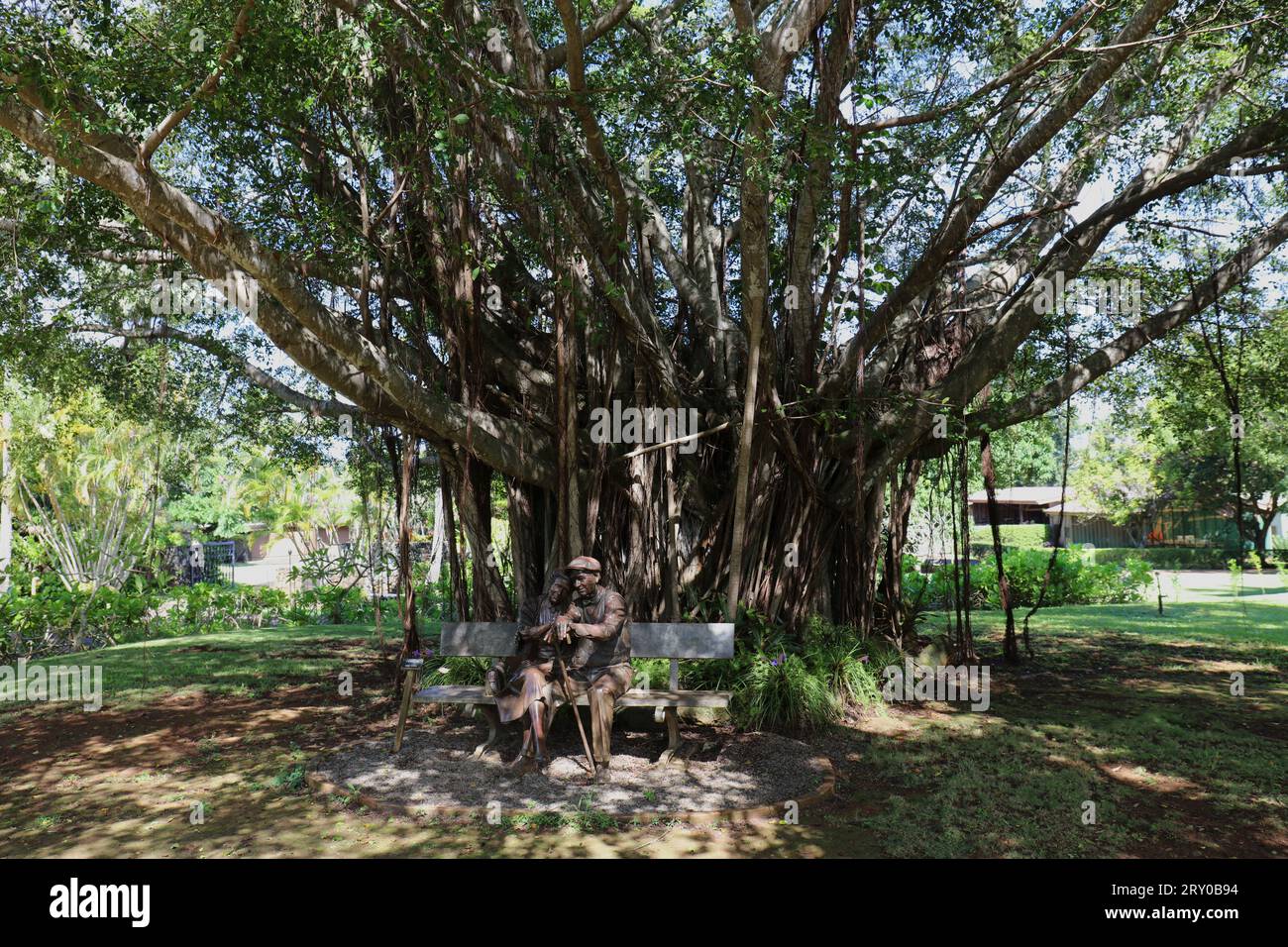 Sitting under banyan tree hawaii hi-res stock photography and images ...