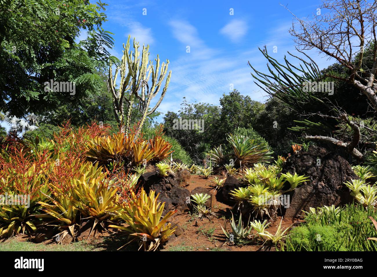 A tropical landscape with Aechmea blanchetiana Bromelieads with red ...
