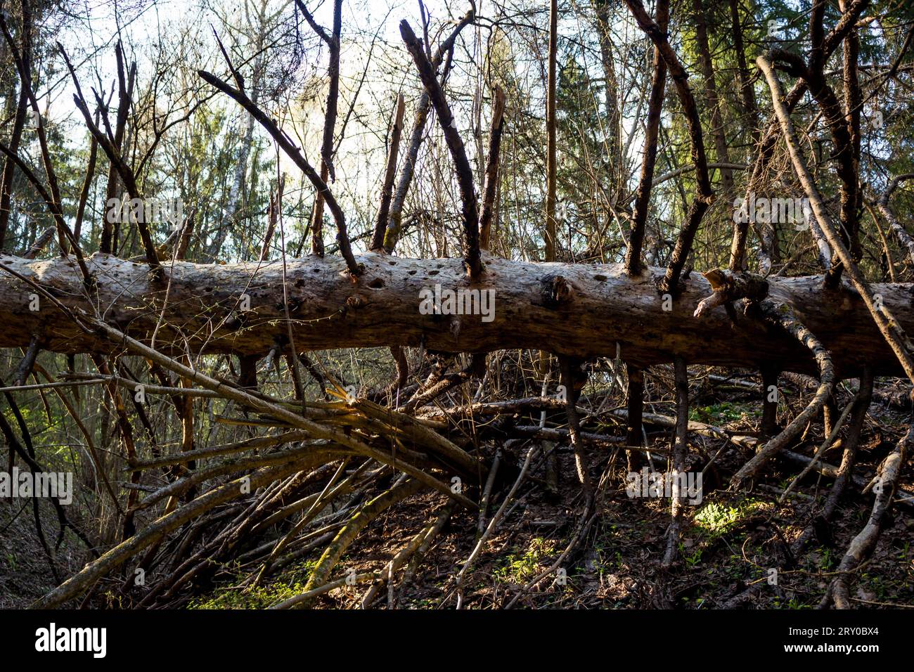 Old dried branches trees hi-res stock photography and images - Alamy