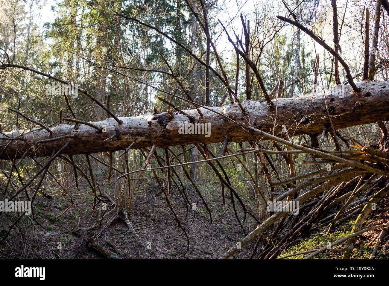 Dried fallen tree branches hi-res stock photography and images - Alamy