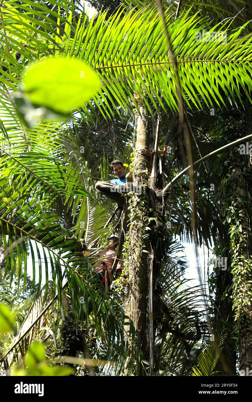 A ranger works as he is building a tree platform for wildlife ...