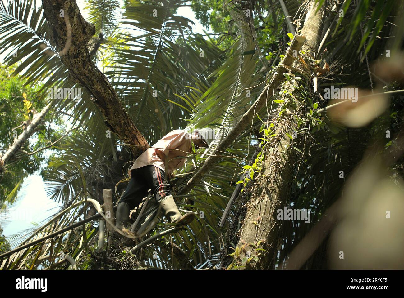 A ranger works as he is building a tree platform for wildlife ...