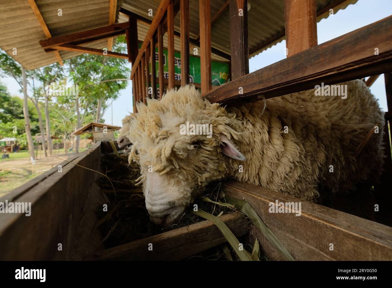 Sheep cow farm europe hi-res stock photography and images - Alamy