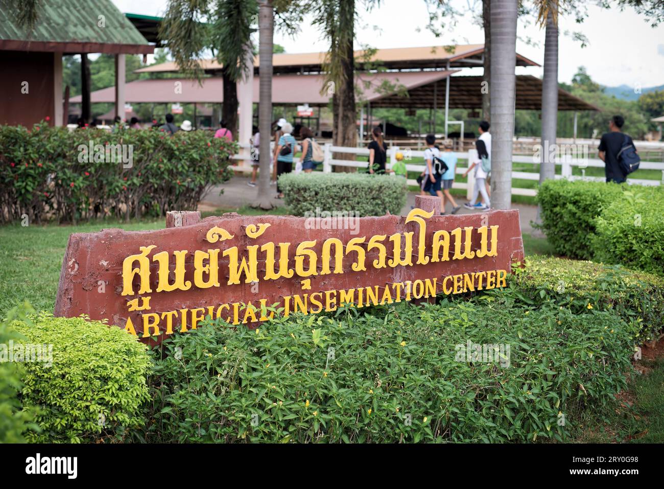Chok Chai Farm, Khao Yai, Thailand - Jun 2, 2019: Beautiful stunning ...