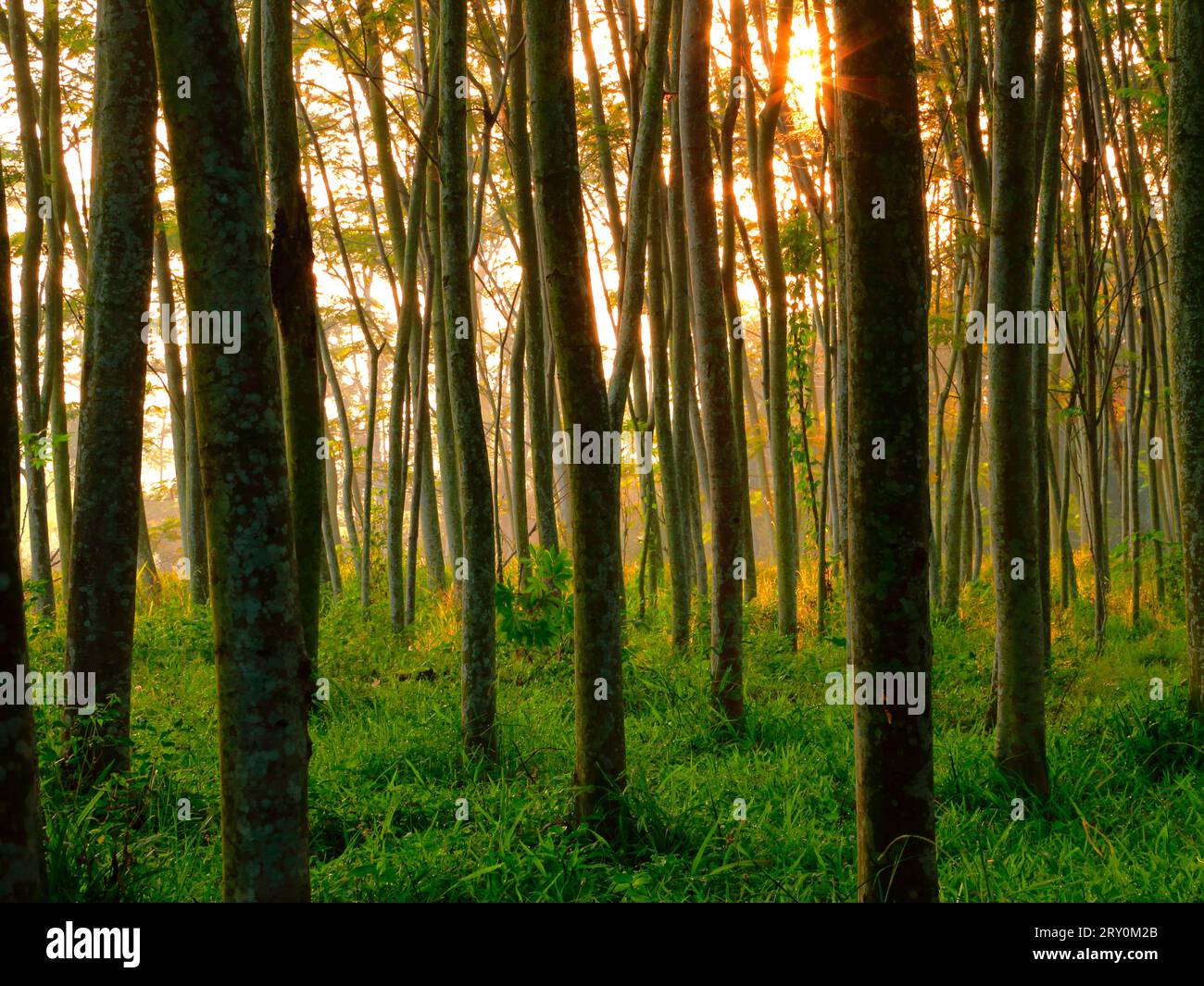 the line of pine forest in early morning Stock Photo - Alamy