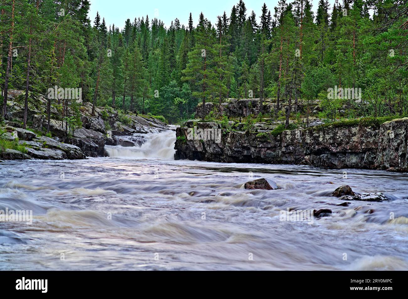 Sognstupet rapids flowing into the wild Storån river in fresh evergreen ...