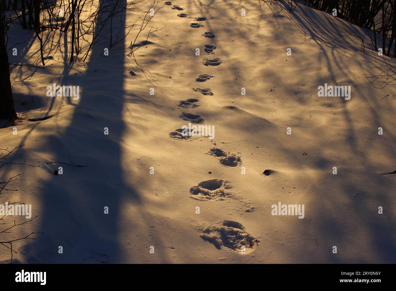 Snowy human prints hi-res stock photography and images - Alamy