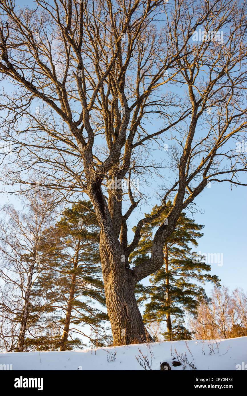 Oak tree with spreading crown hi-res stock photography and images - Alamy