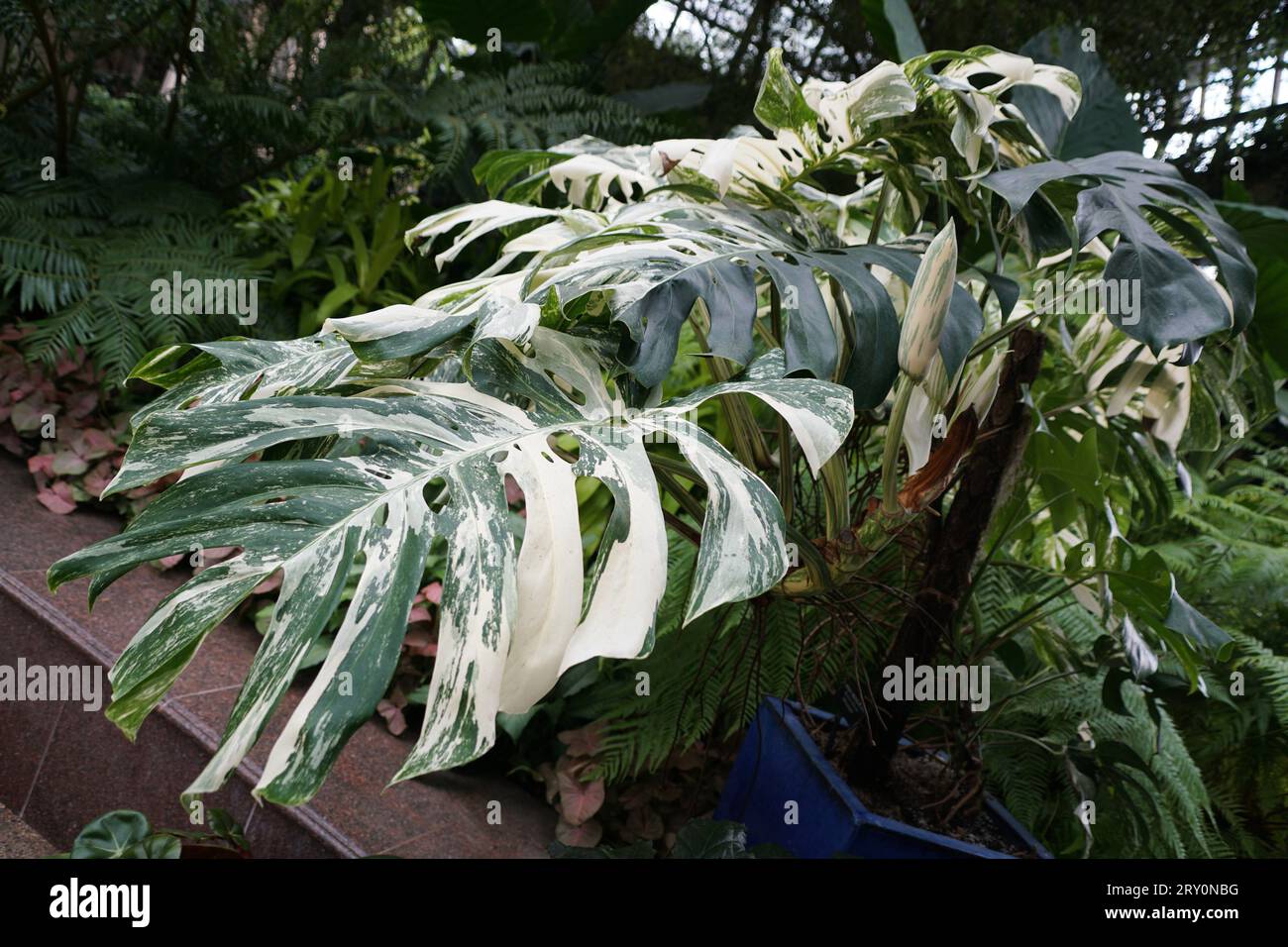 A fully grown variegated Monstera Albo Borsigiana plant with a flower ...