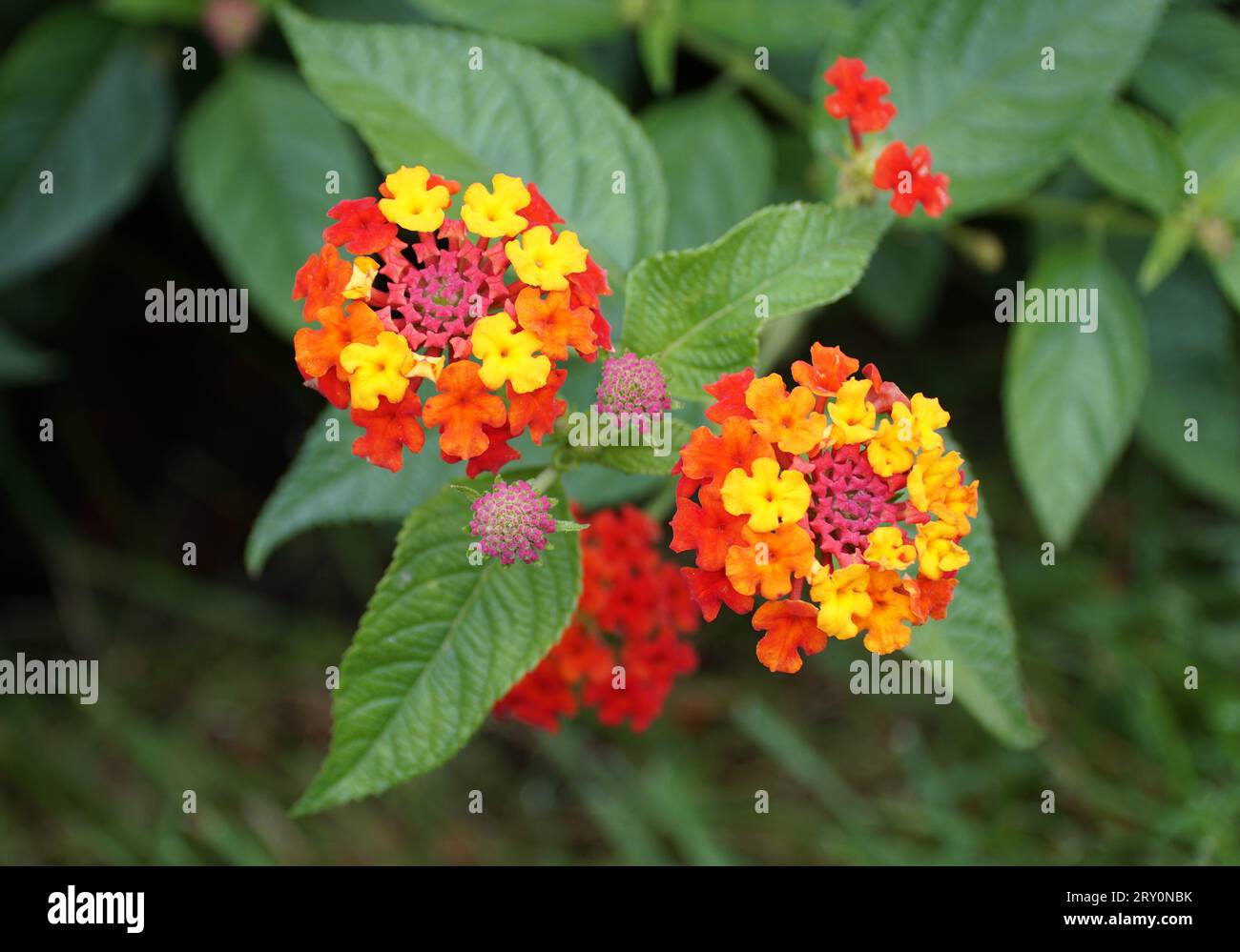 Beautiful red, yellow and orange color of Lantana Camara flowers Stock ...