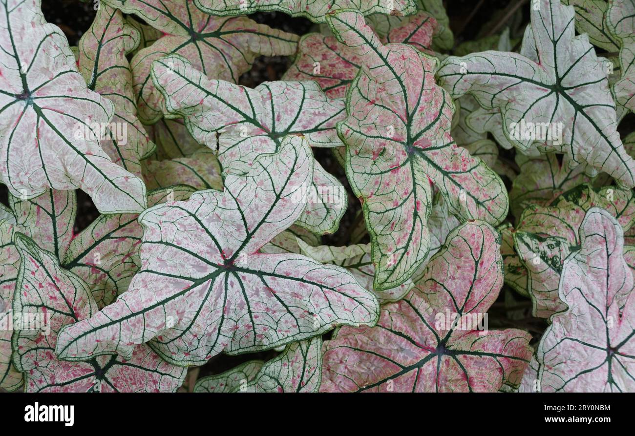 Beautiful white, pink and green veined leaves of Caladium Splash of ...