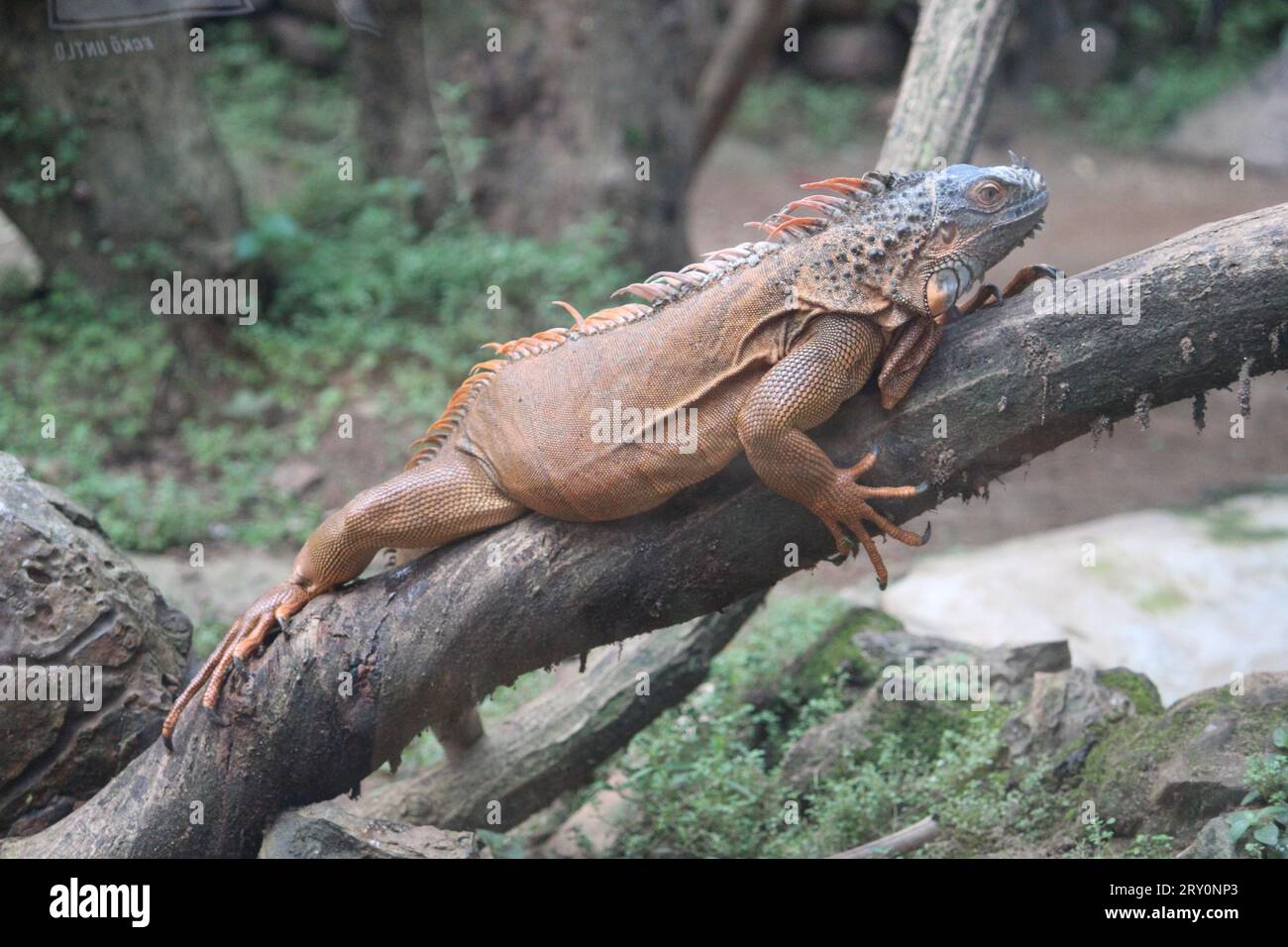 Iguana iguana melanoderma hi-res stock photography and images - Alamy