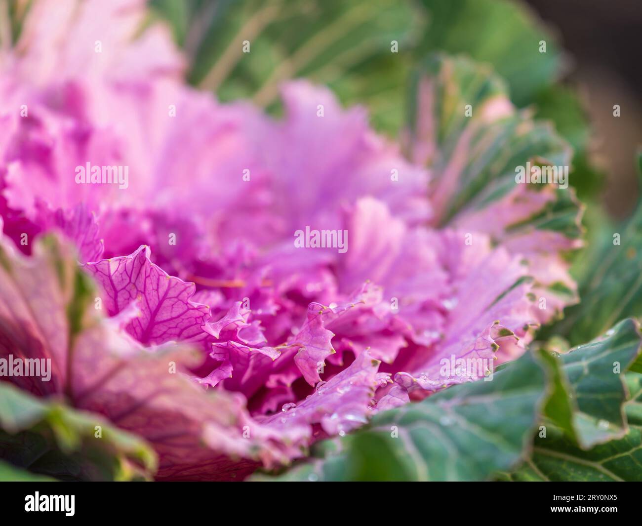 Close up of endless field with green leaves and purple veins of red ...