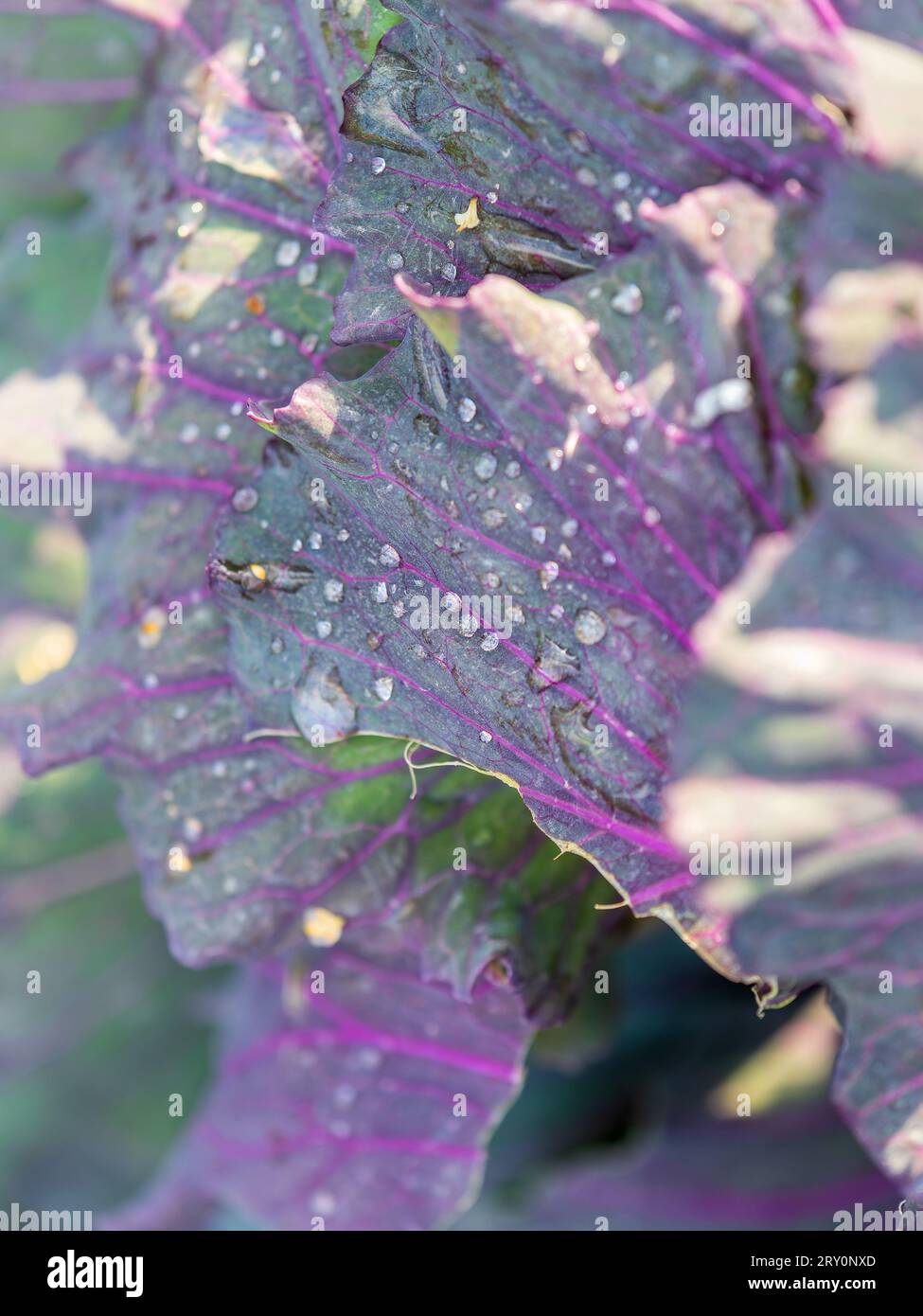 Close up of endless field with green leaves and purple veins of red ...