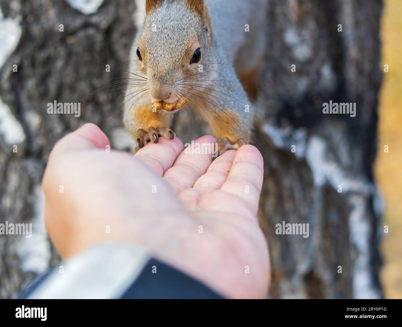 A squirrel in the autumn eats nuts from a human hand. Eurasian red ...