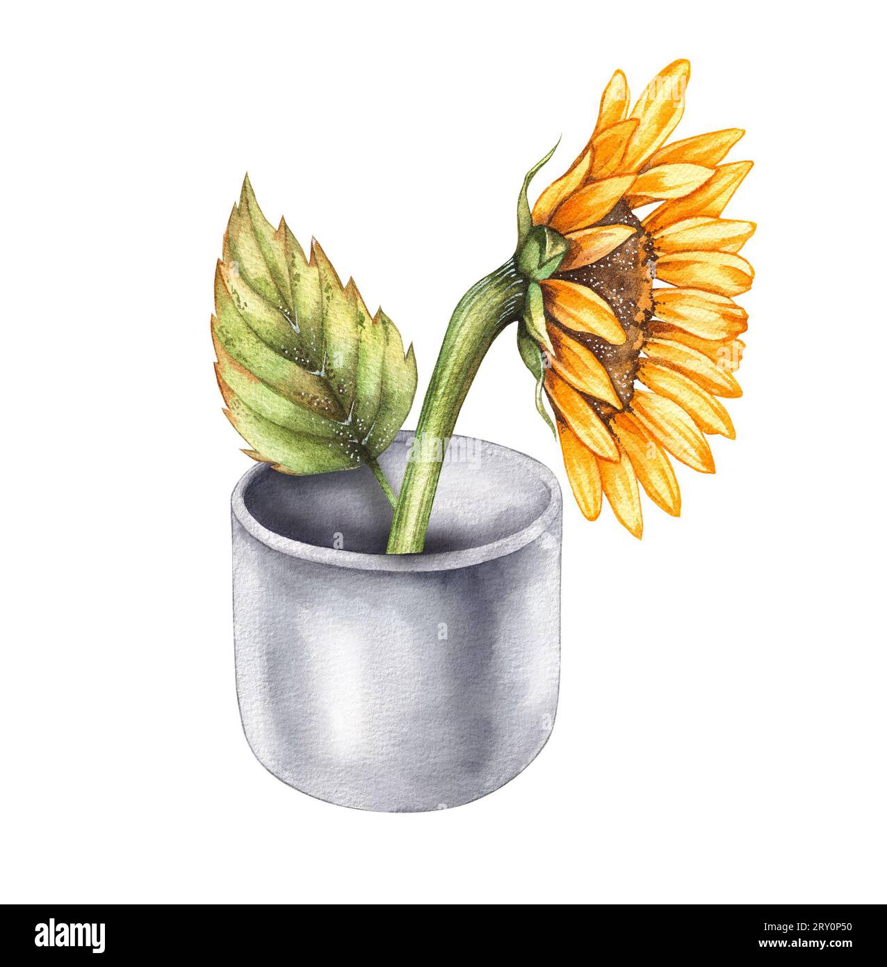 Watercolor sunflower in a porcelain vase. Hand drawn autumn sunflower ...
