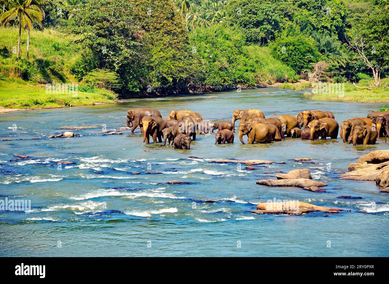 Herd of elephants at watering. Pinnawala Elephant Orphanage. Sri Lanka ...