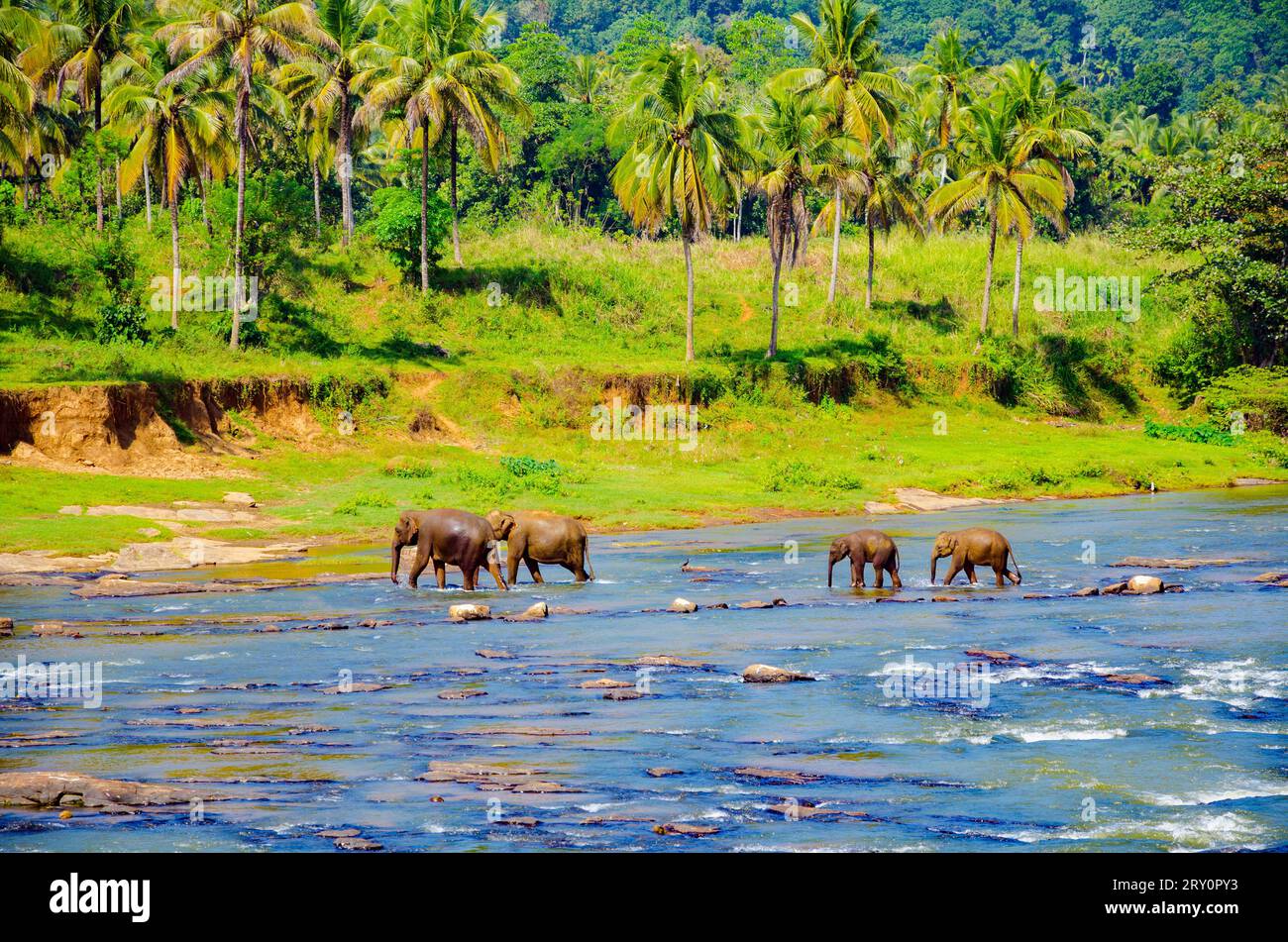 Elephant family moves a mountain river. Sri Lanka, Ceylon. Pinnawala ...