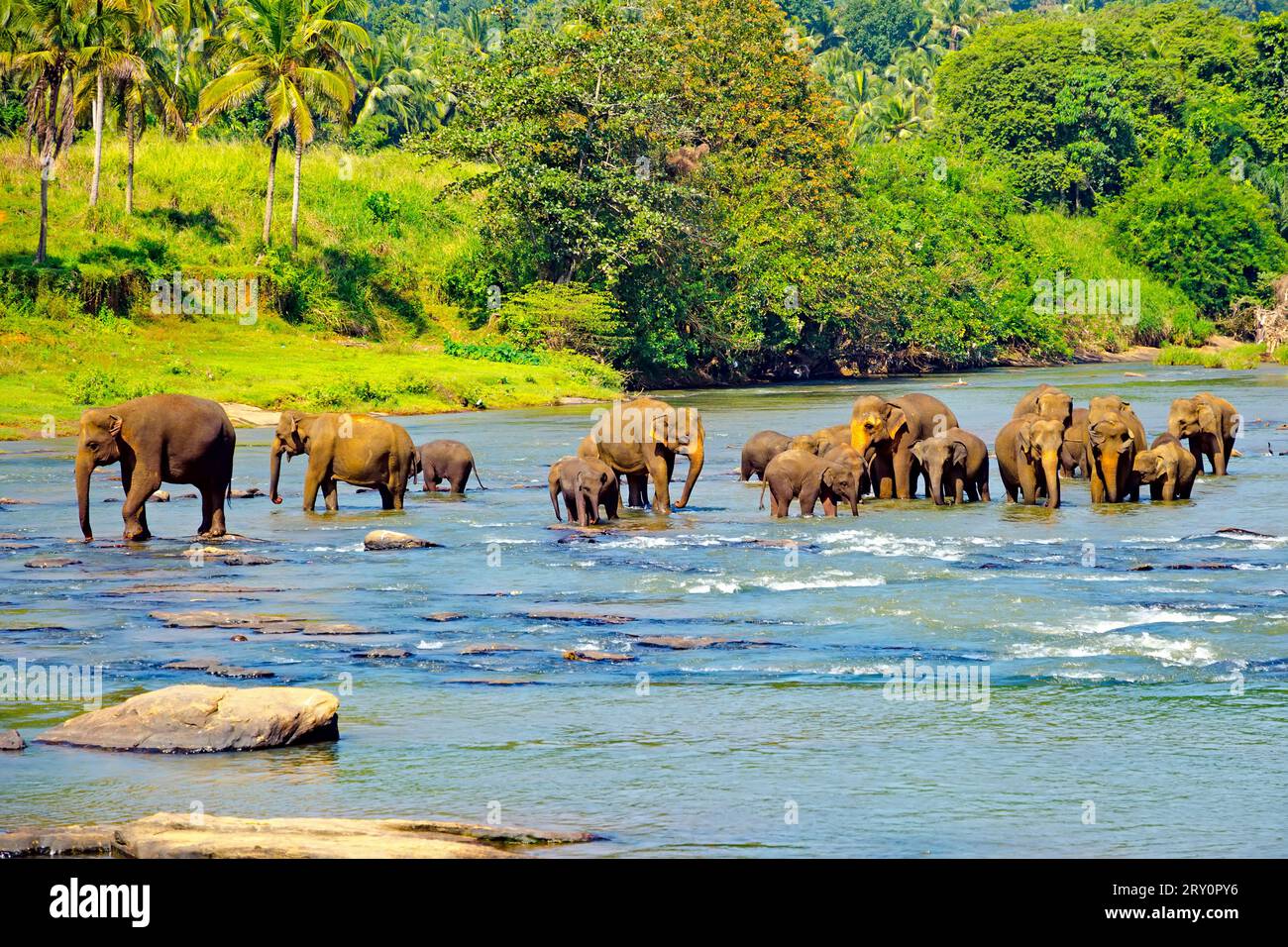 Herd of elephants at watering. Pinnawala Elephant Orphanage. Sri Lanka ...