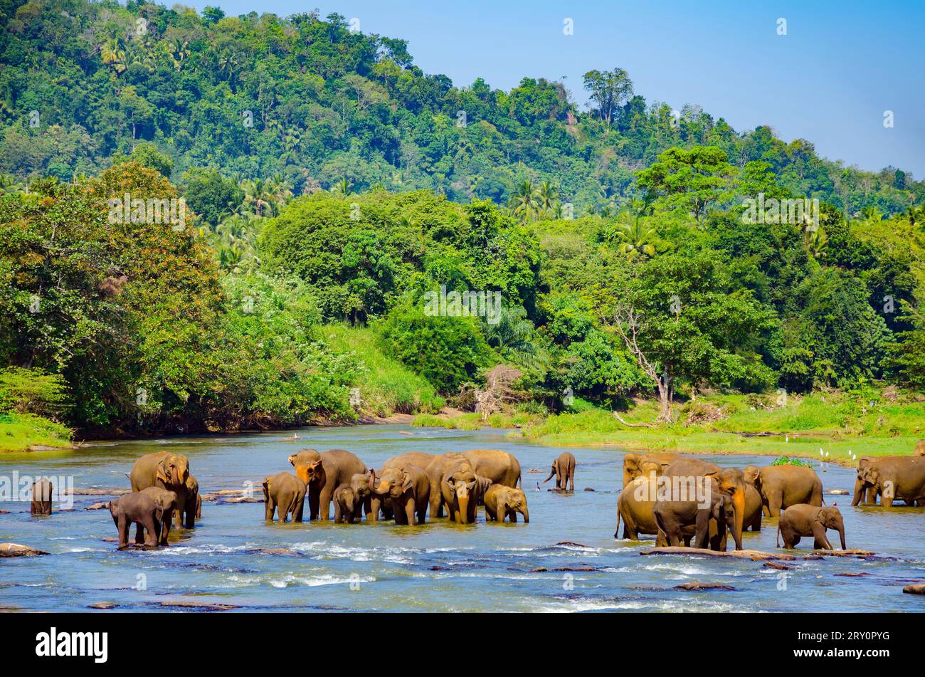 Herd of elephants at watering. Pinnawala Elephant Orphanage. Sri Lanka ...