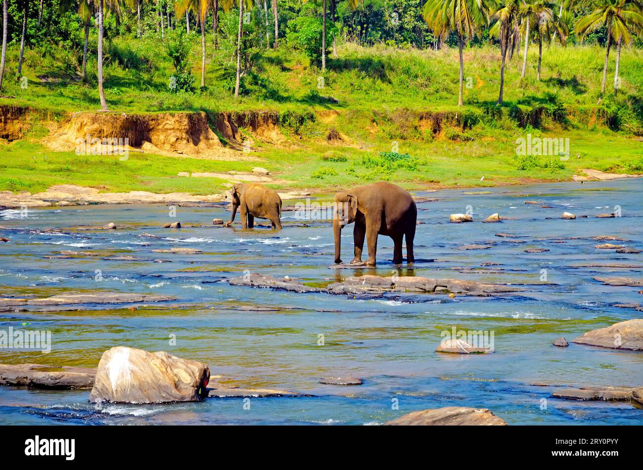 Family of elephants at the watering. Pinnawala Elephant Orphanage. Sri ...