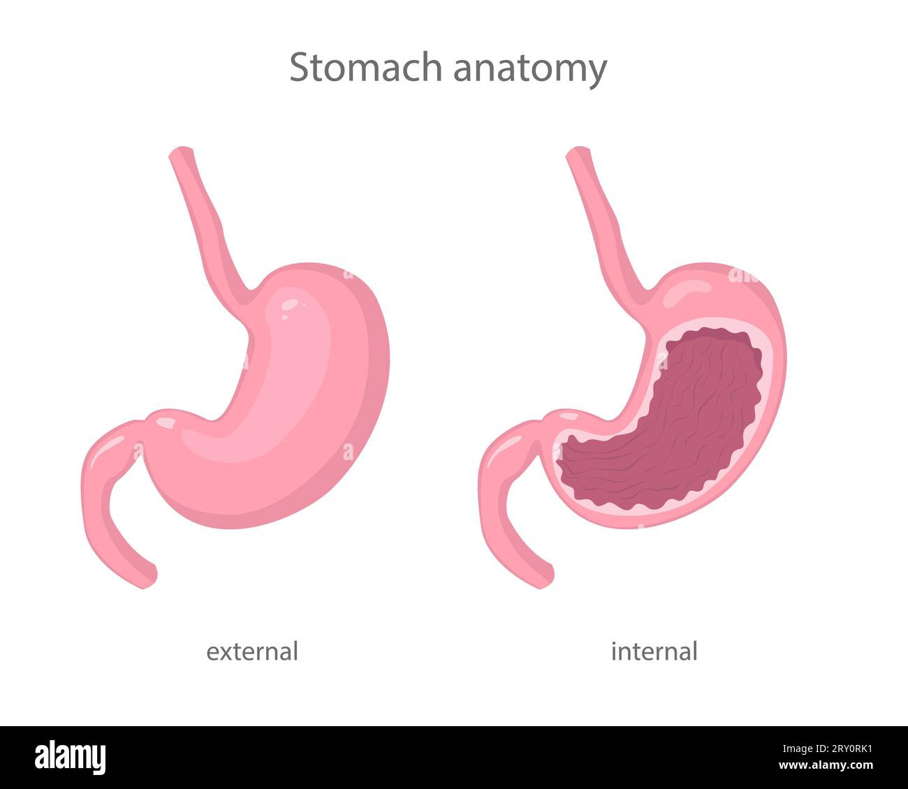 Scientific illustration of human healthy stomach external and internal ...