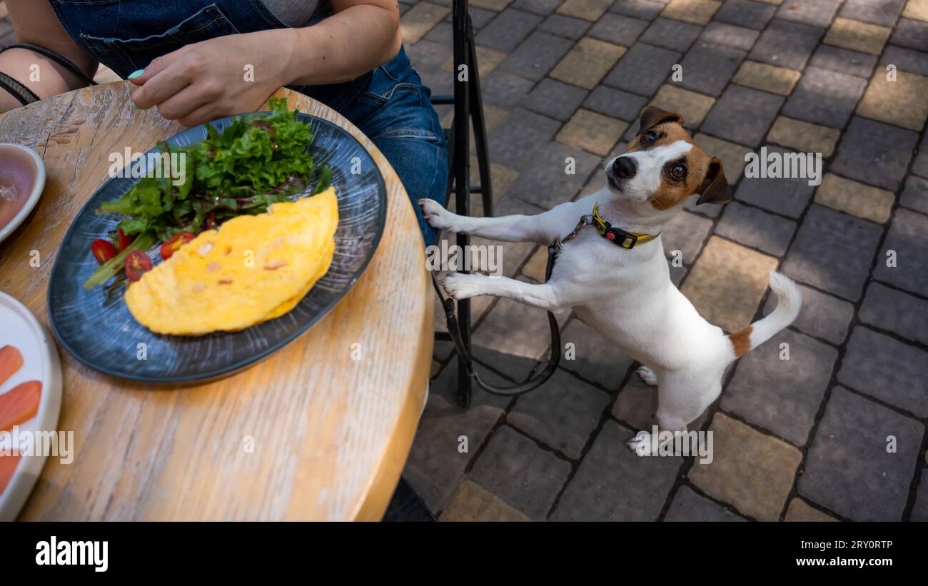 Jack Russell begging the owner in a street cafe. Woman having breakfast ...