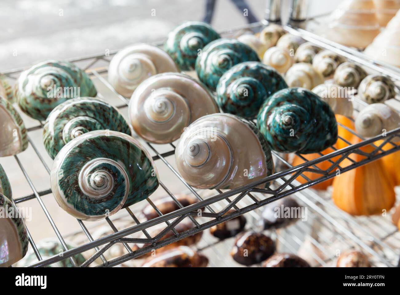 Smooth shell hi-res stock photography and images - Alamy