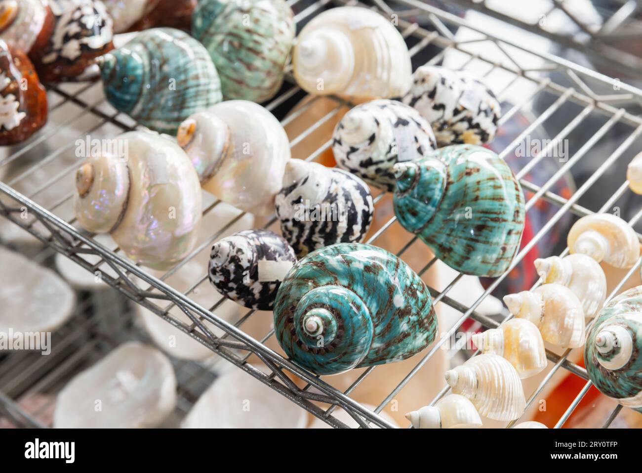 Smooth shell hi-res stock photography and images - Alamy