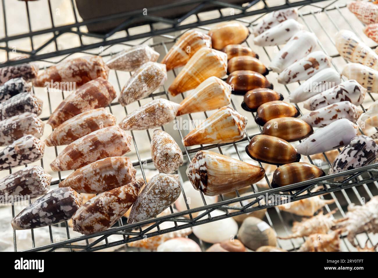 Assortment of seashells on the counter of a gift shop in Victoria ...