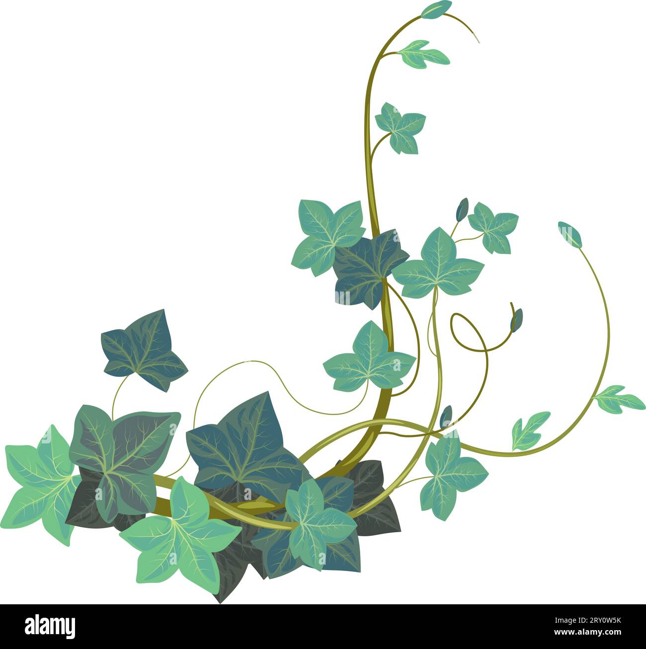 Evergreen climbing shrub Stock Vector Images - Alamy
